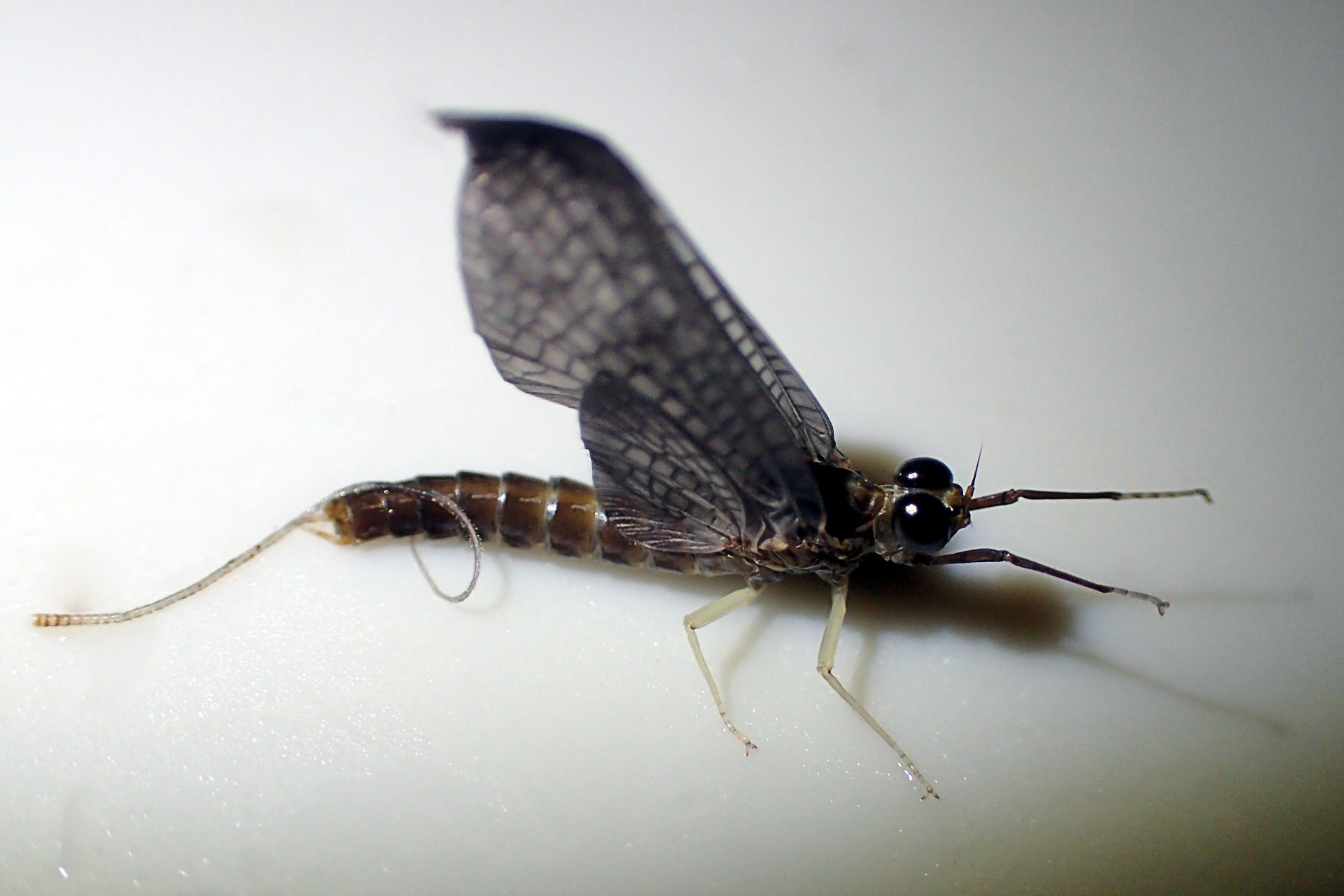 Isonychia - Caffeinated Fly FisherCaffeinated Fly Fisher