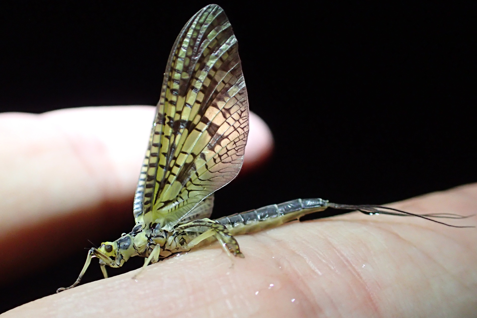 Gallery - Caffeinated Fly FisherCaffeinated Fly Fisher