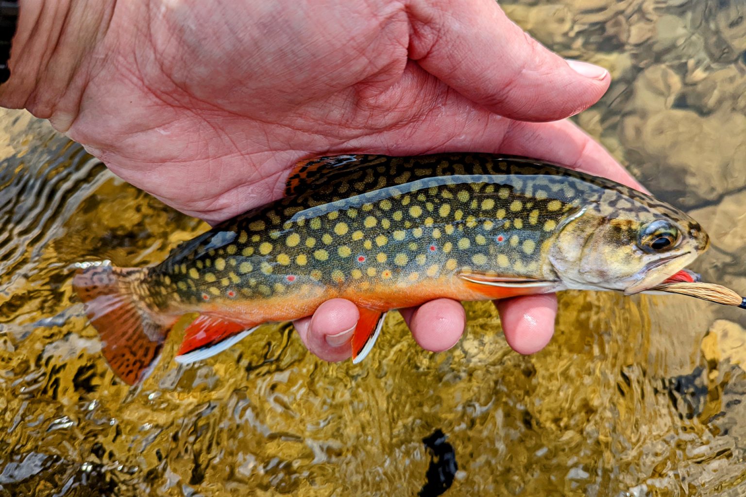 Caffeinated Fly Fisher - Ramblings of a Southern Ontario fly fishing ...