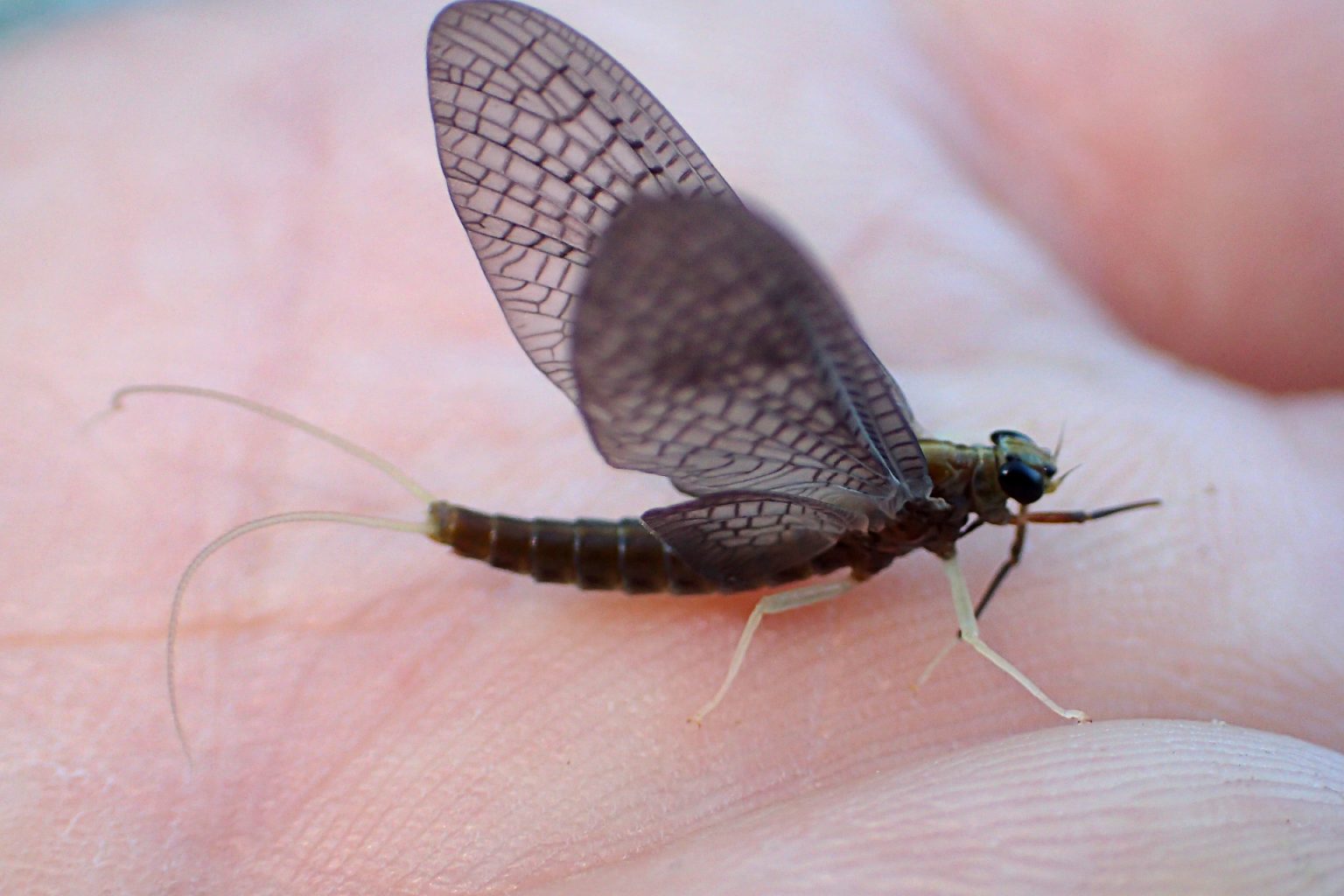 2022 Trout Season Recap - Caffeinated Fly FisherCaffeinated Fly Fisher